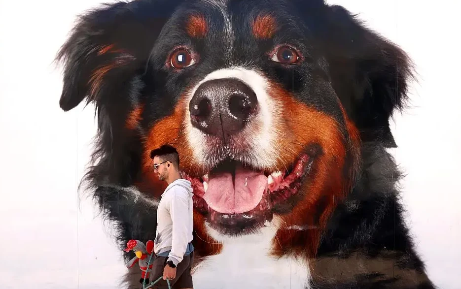 Why loyal dogs steal our hearts every day