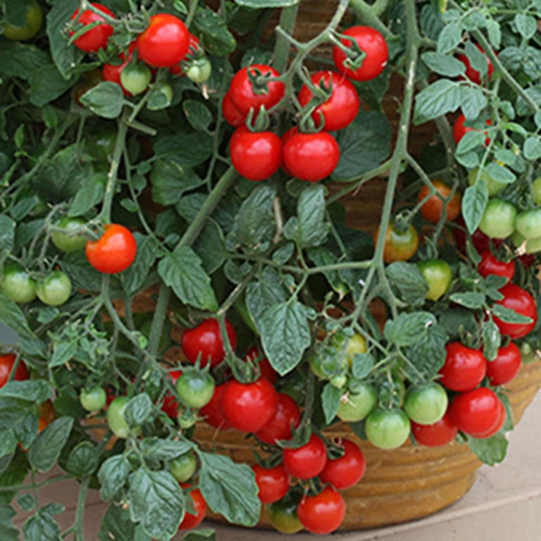 The genius edible planting advice I took from Gardeners' World this week