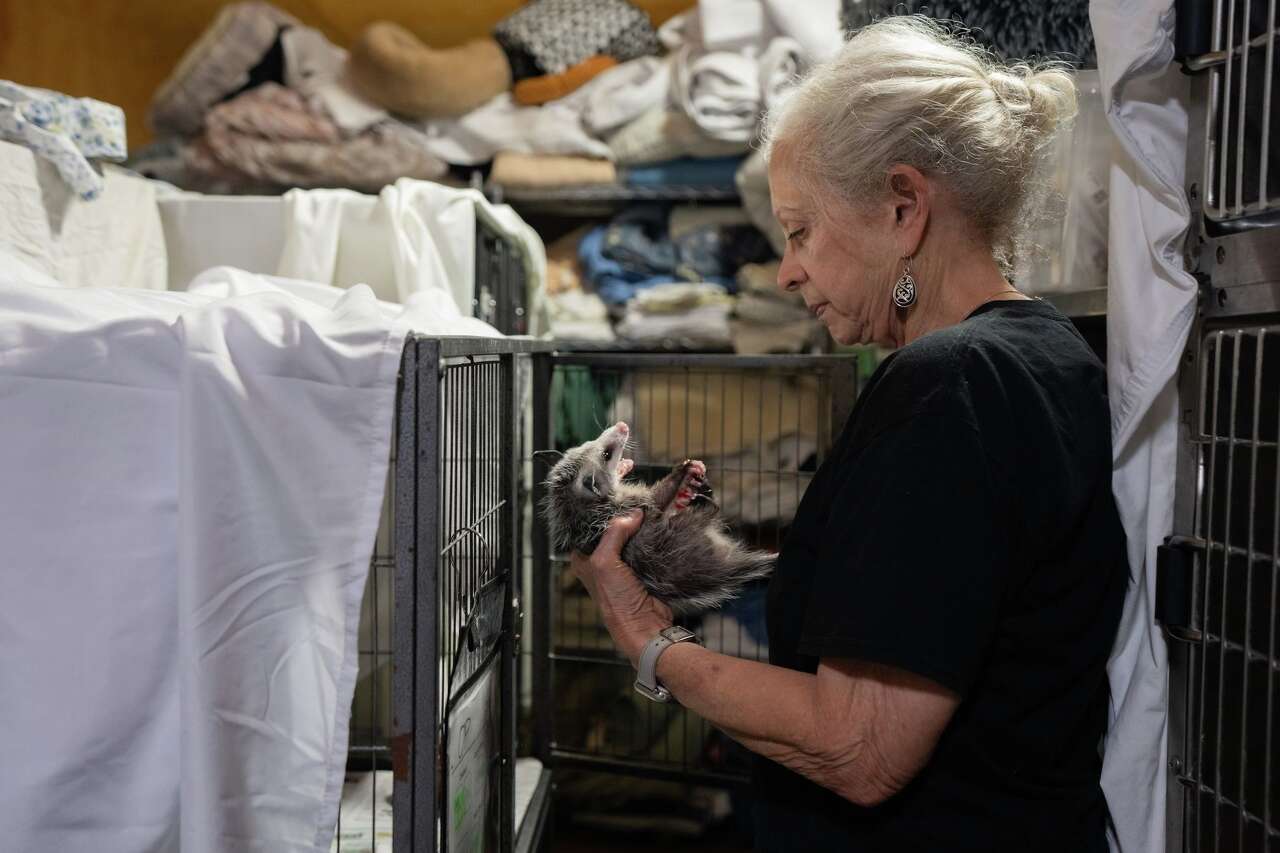 Storms send hundreds of orphaned baby animals to Georgetown wildlife center