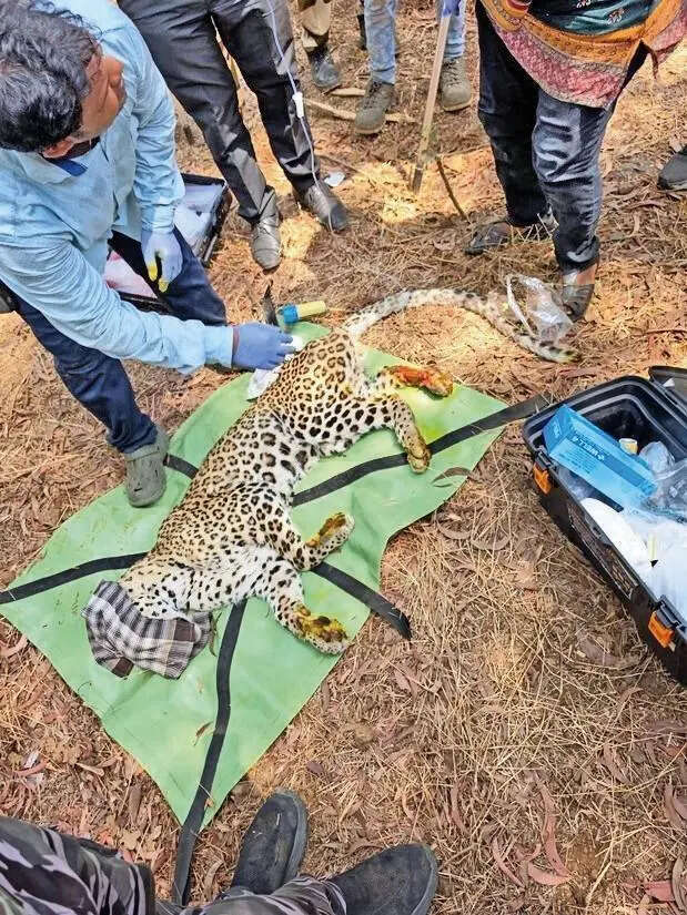 Injured leopard rescued from Wagle Estate in Thane
