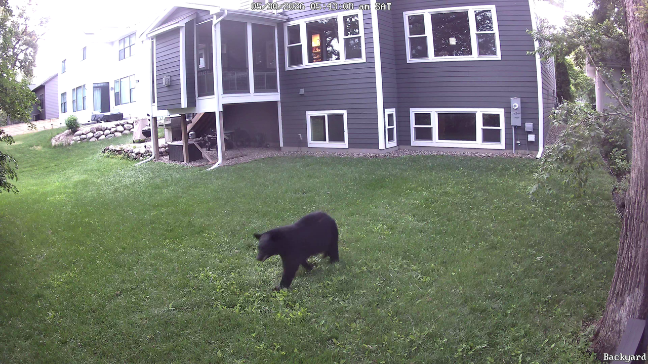 Black bear spotted in Edina neighborhood