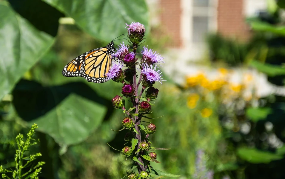 Matthew Shepherd shares research-backed tips for pollinator gardens