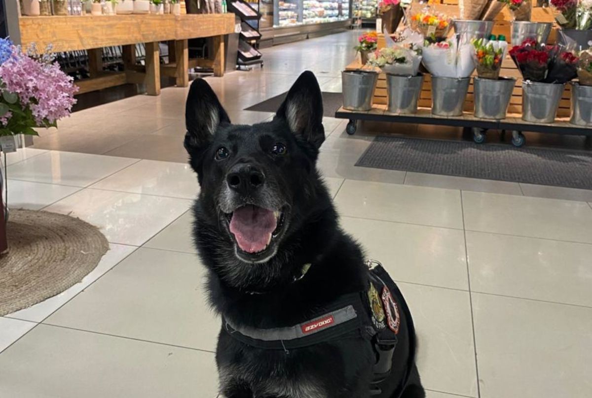 Woolworths deploys sniffer dogs after two store explosions