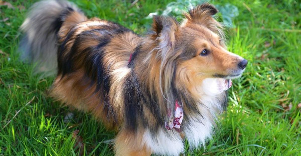 These 11 dogs are emotionally sensitive and may need extra reassurance