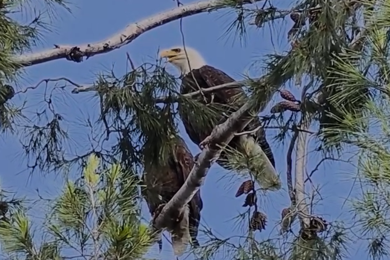 LA's very own Jackie and Shadow just landed! Bald eagle couple spotted ...