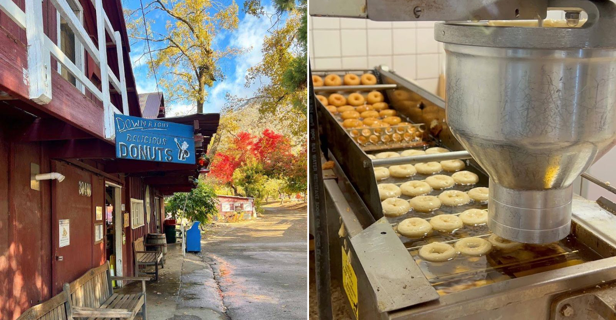 The California mountain orchard where famous mini apple cider donuts ...