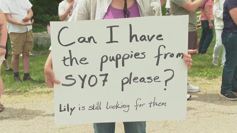Weeks after 1,500 dogs were removed from Ridglan Farms, activists ...