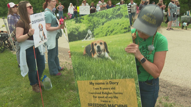 Weeks after 1,500 dogs were removed from Ridglan Farms, activists ...