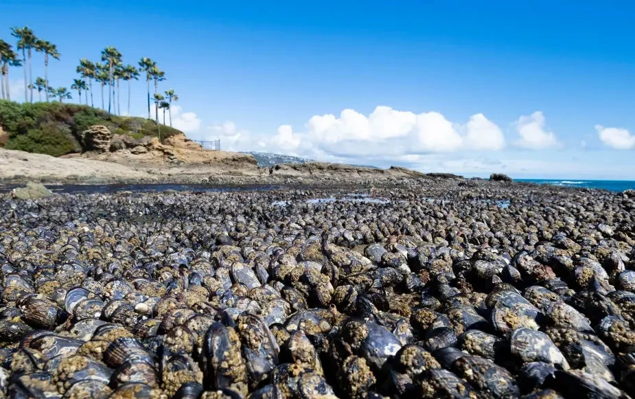 Golden mussel spread triggers California emergency response