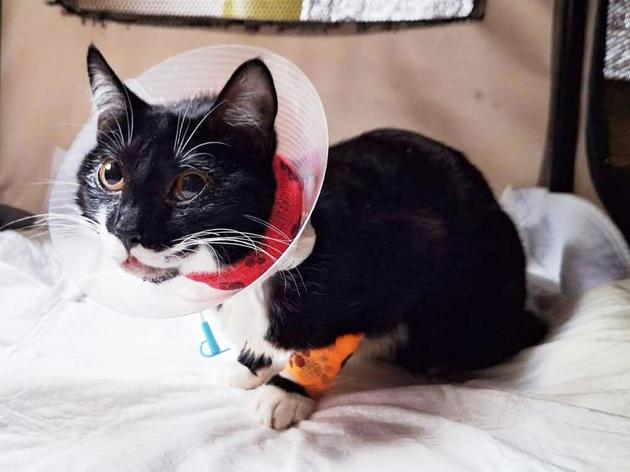 „Wütend und fassungslos“: Kitten und Mutterkatze mit schweren ...