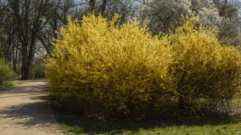 Not brick, not pavers: The yellow flowering shrub that'll beautifully ...