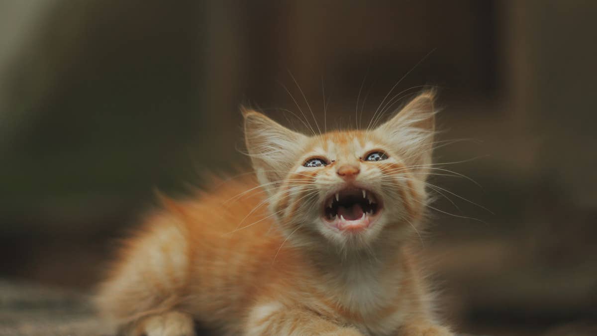 Tiny rescue kitten hootin' and hollerin' sounds like his very own choir