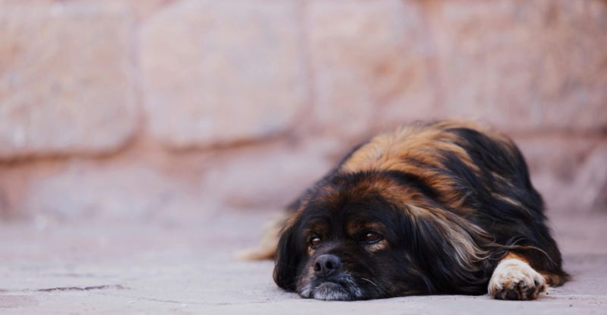 10 reserved dog breeds that appreciate calm and personal space