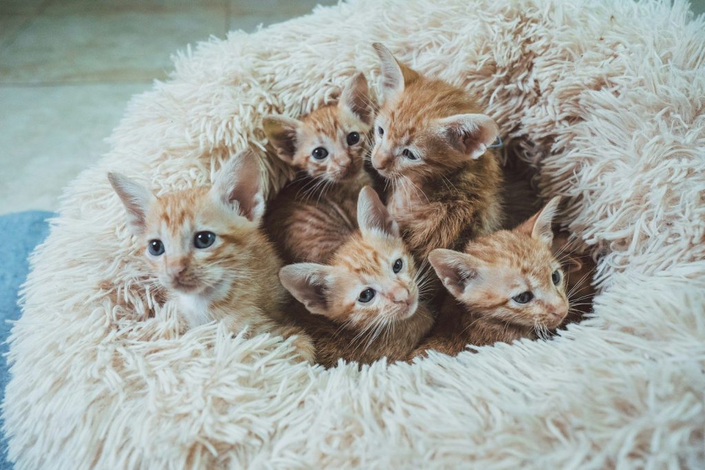 Pregnant stray cat rescues orphan kitten and forms an unexpected family