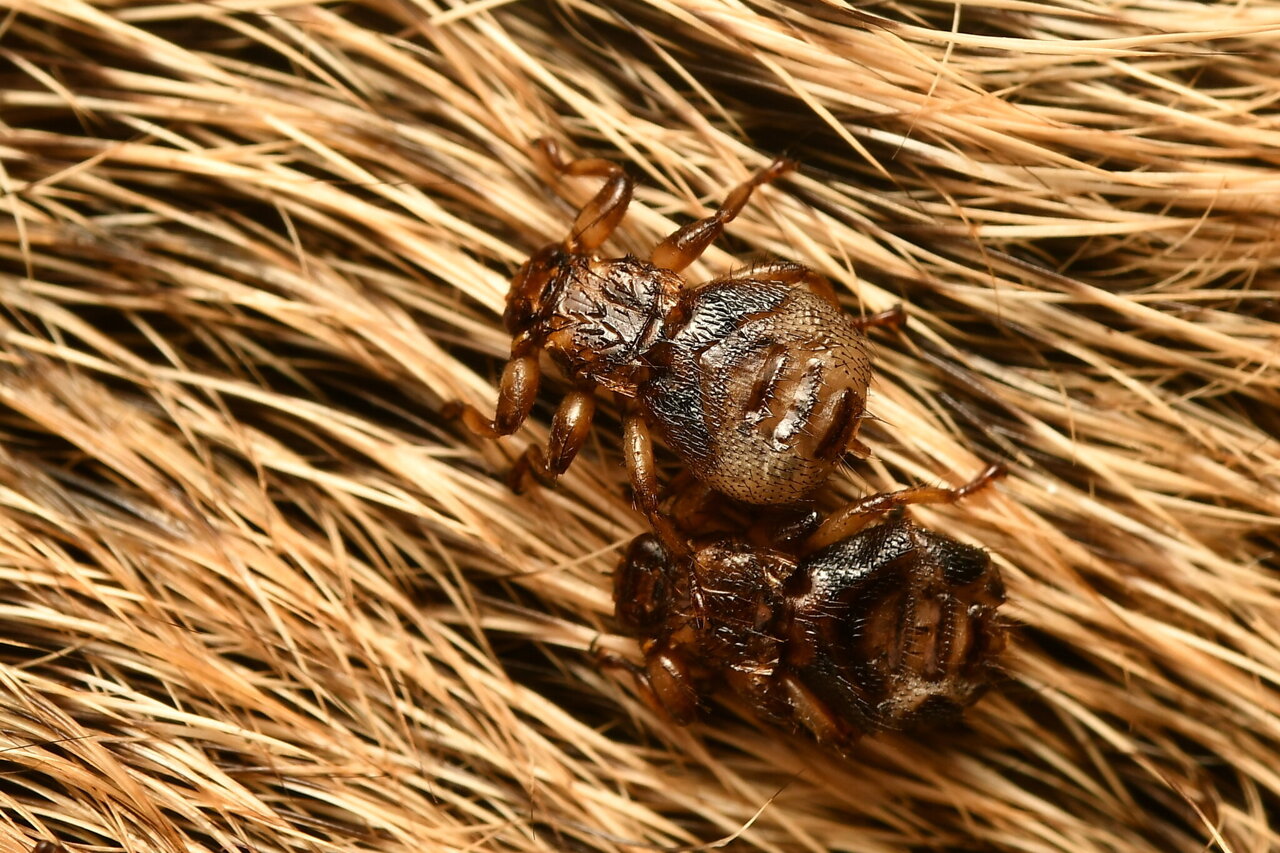 Parasitic fly 'sacrifices sight' after finding host, study shows
