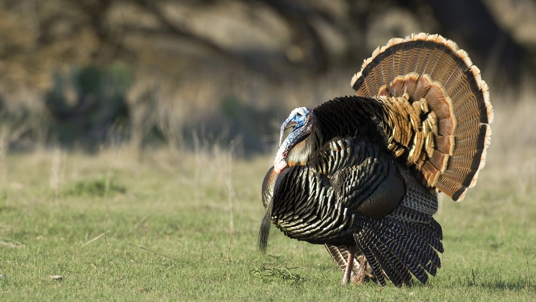 6 US states with thriving wild turkey populations