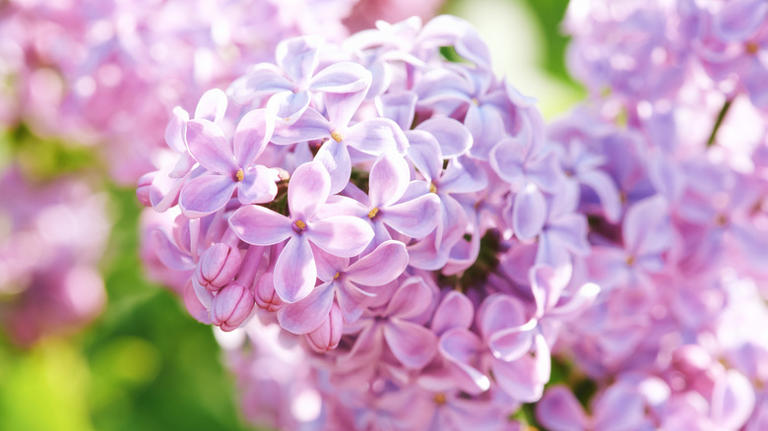 The perfect companion flower for peonies to fill your garden with color