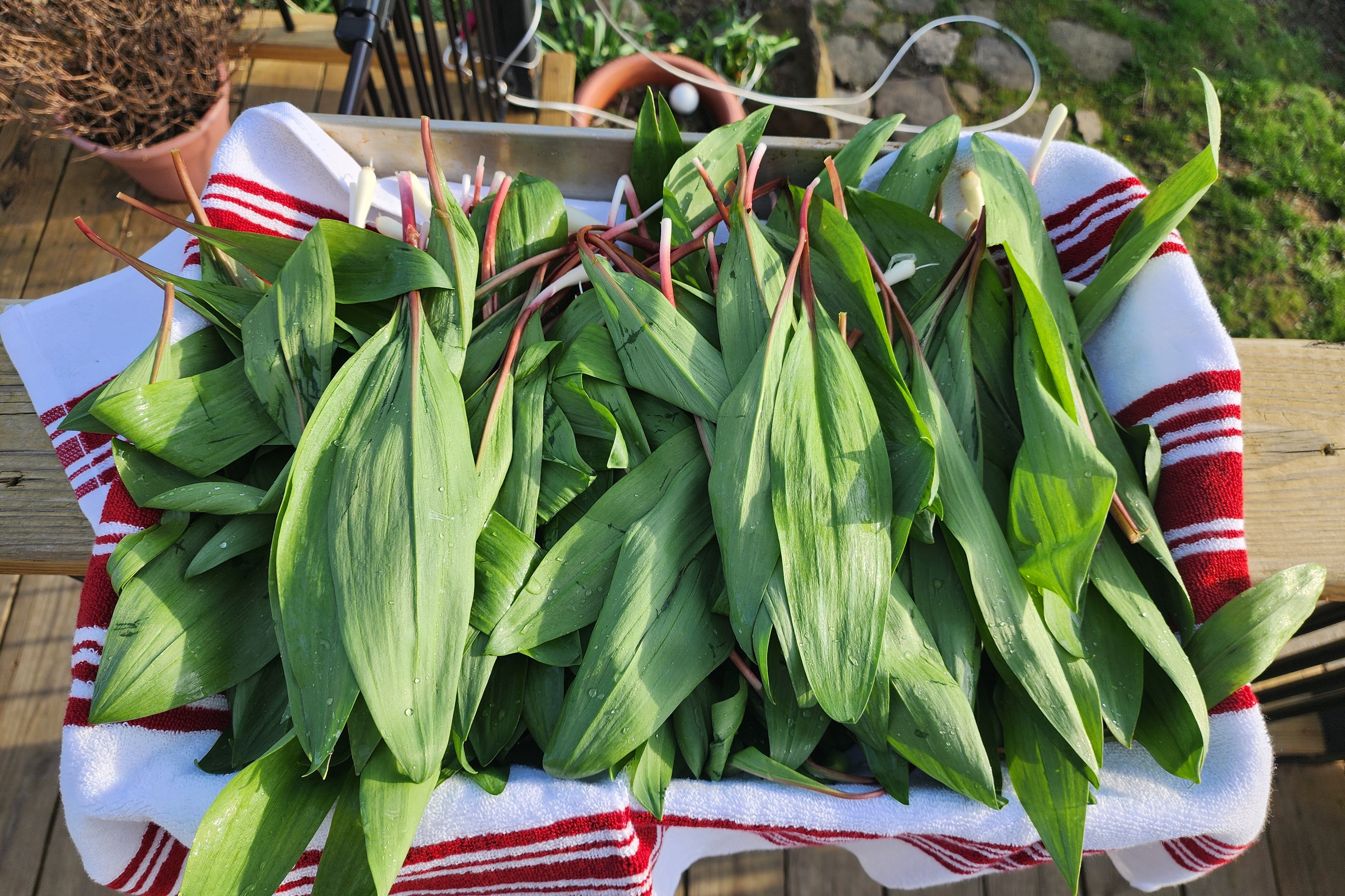 It’s the spring vegetable that makes everyone lose their minds. It may ...