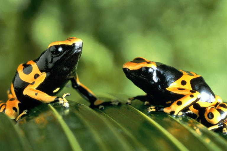 Warning over 'shamans' selling 'detox' treatment made of poisonous ...