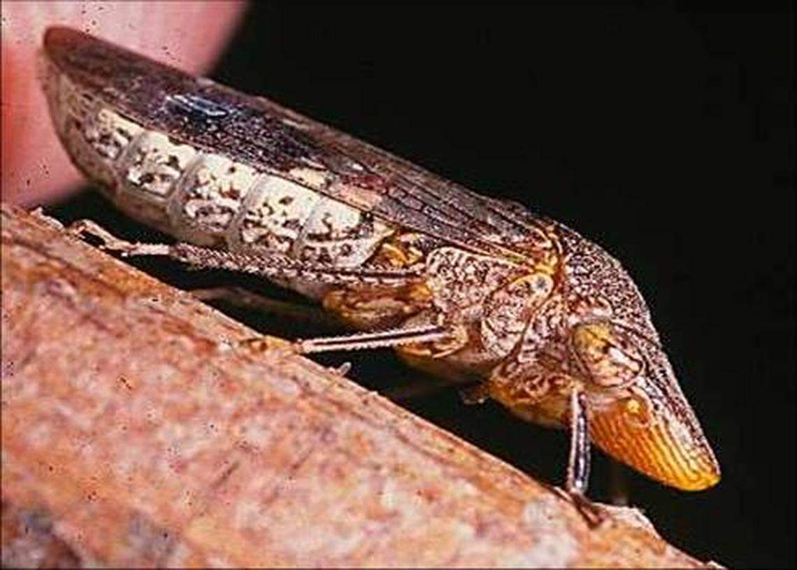 Invasive pest found on Costco plants in more Northern California counties