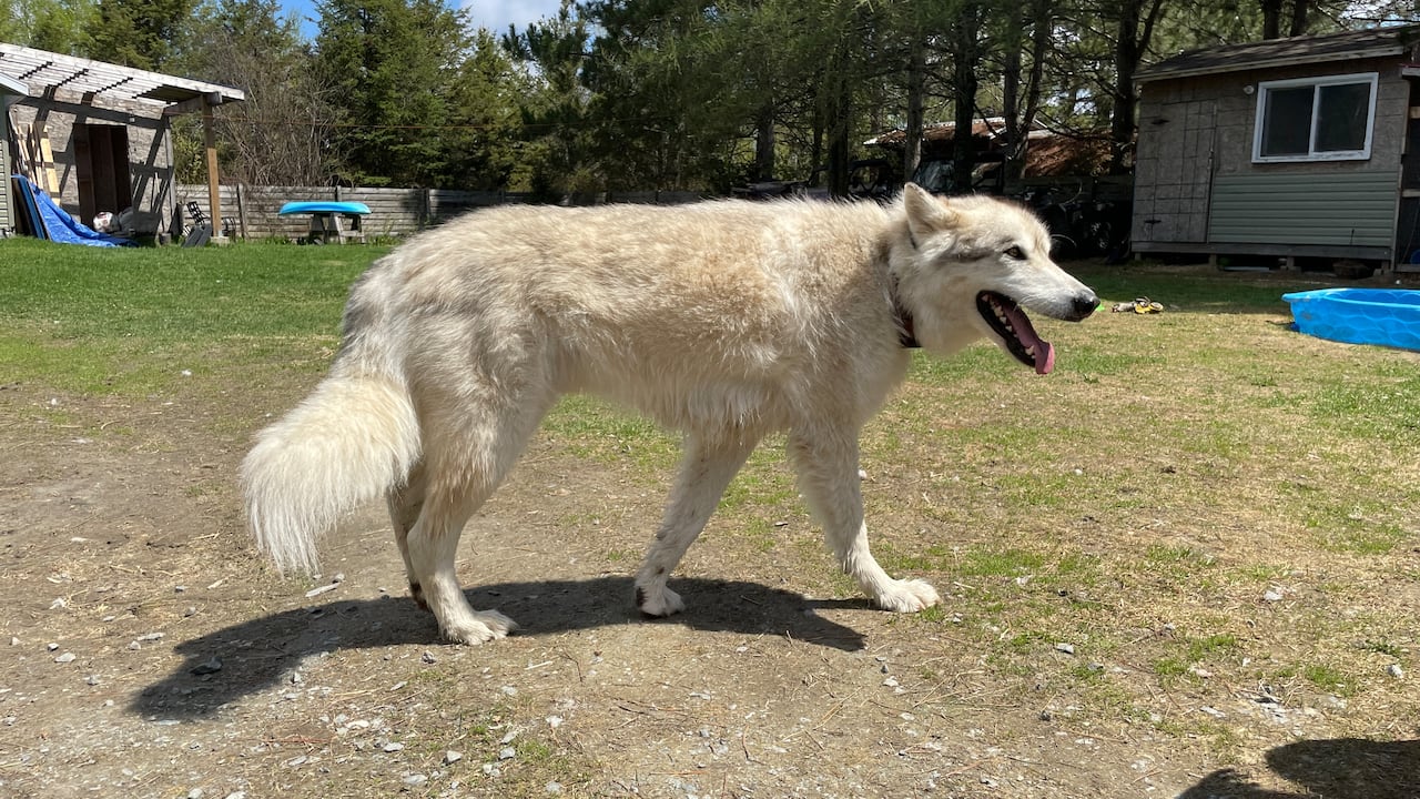 Ontario family fights to keep 'gentle giant' wolf-dog after seizure ...