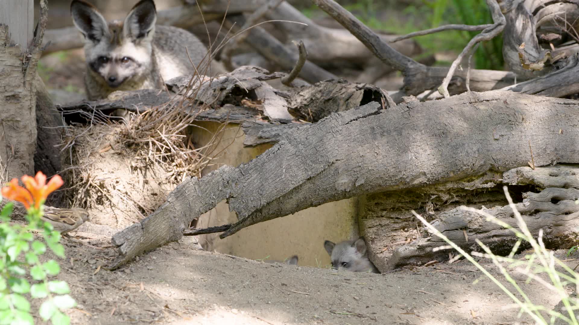 Three bat-eared fox kits born at San Diego Zoo Safari Park
