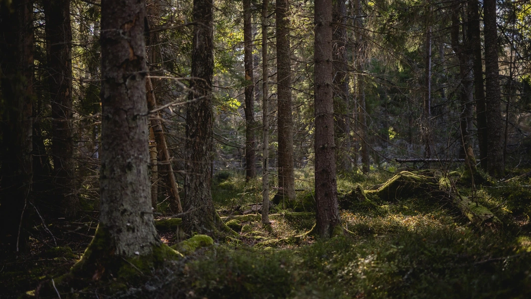 Sweden beyond Stockholm: coastlines, castles, and calm escapes