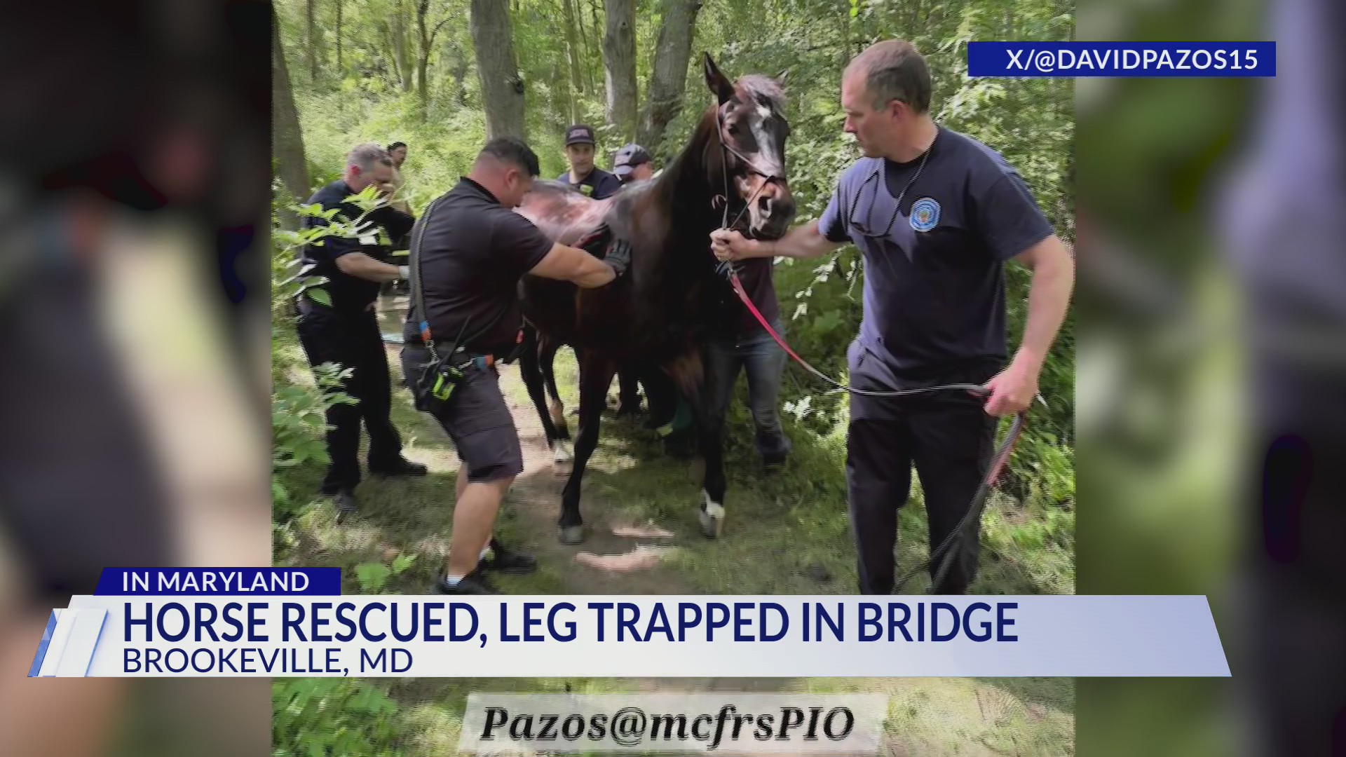 Horse rescued from Brookville pedestrian bridge