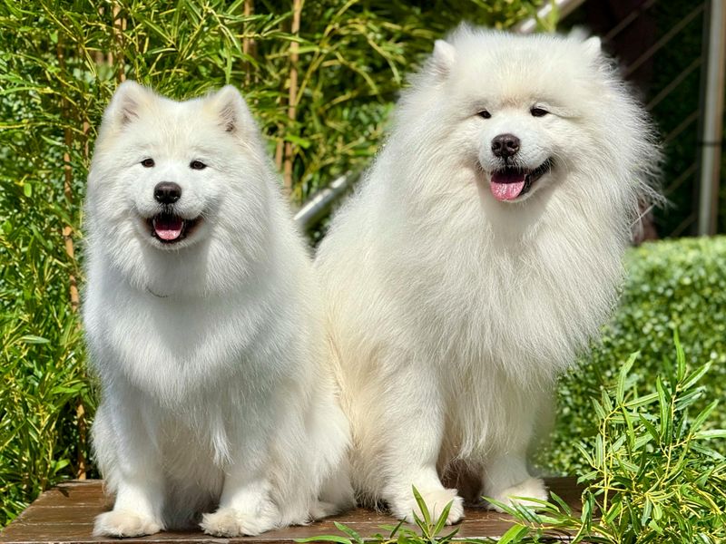 12 fun-loving dog breeds experts say instantly lift the mood around them