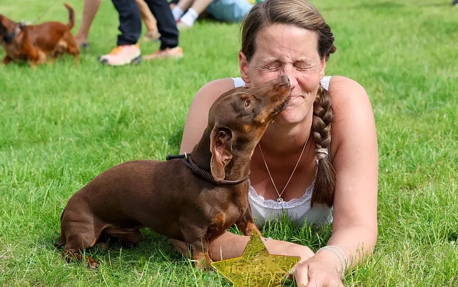 Small dog breeds that fit your life