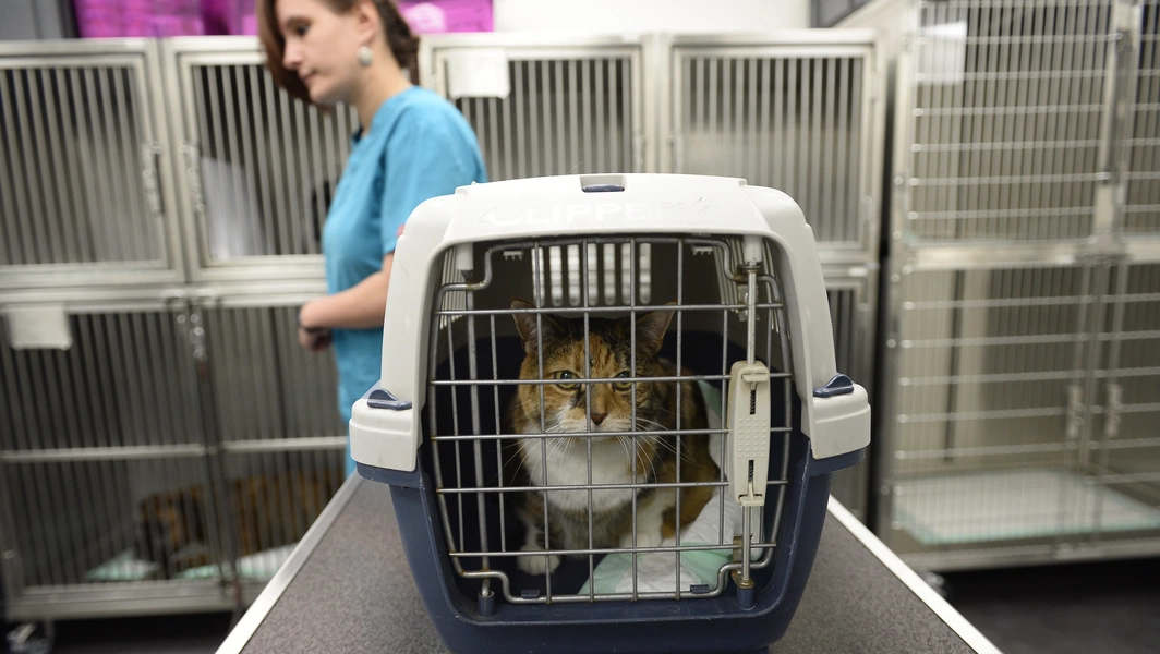 Genetic mapping of feline cancers reveals human parallels