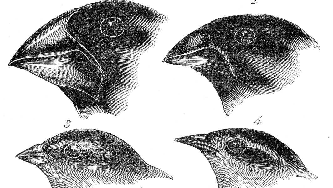 How species split and evolve over time