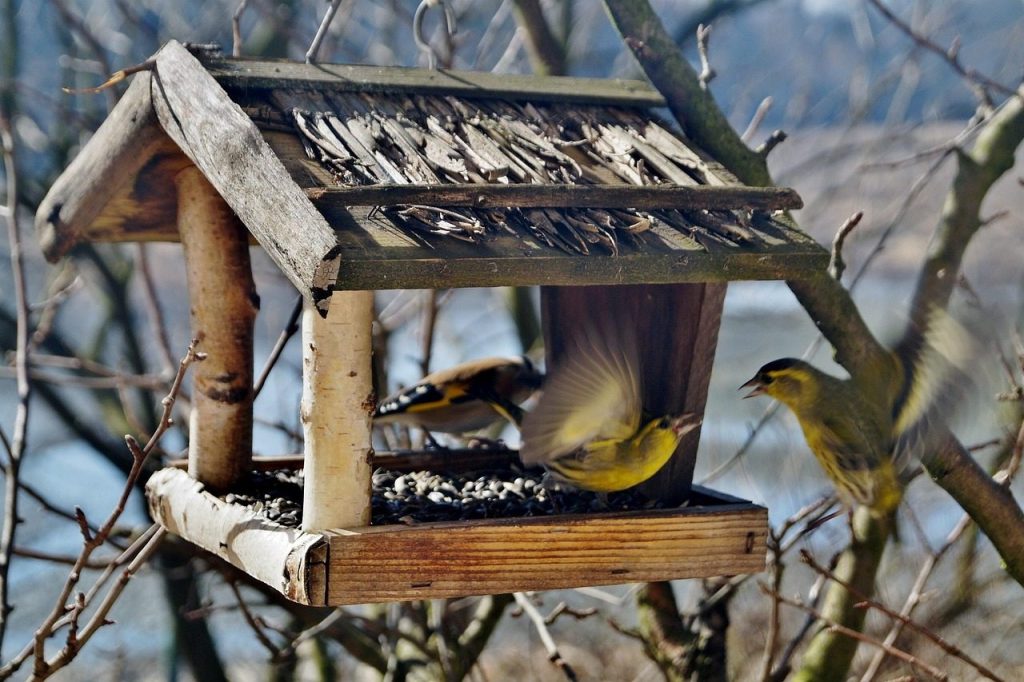 Why experts are warning people about bird feeders right now