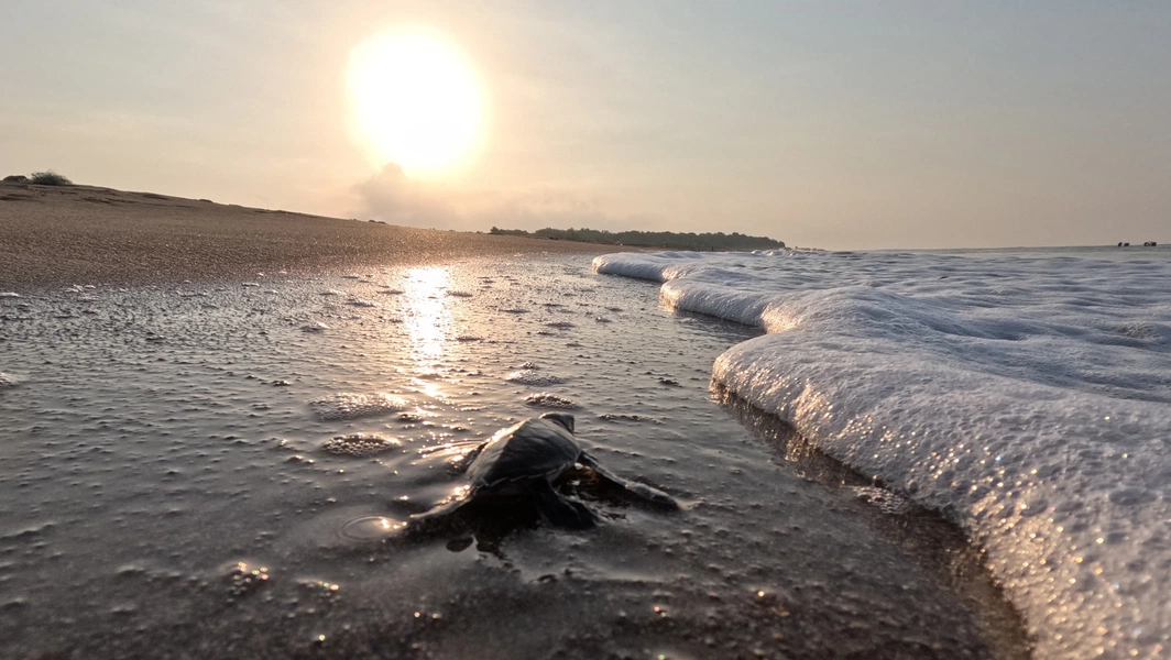 Scientists reveal how light pollution threatens sea turtle hatchlings