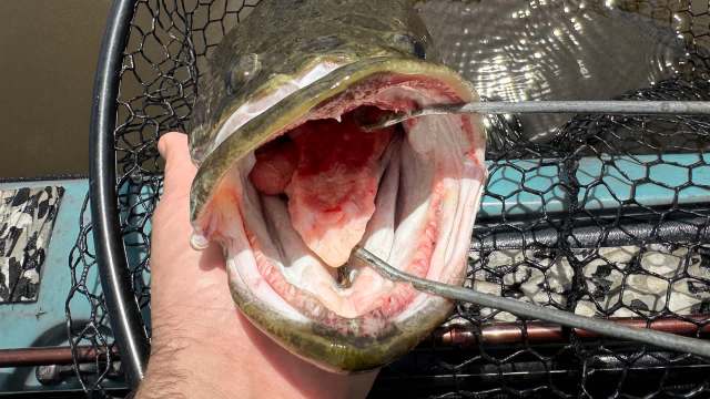 Officials race to contain first Long Island snakehead after air ...