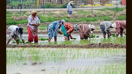 Ludhiana: PSPCL sets up dedicated control room ahead of paddy sowing