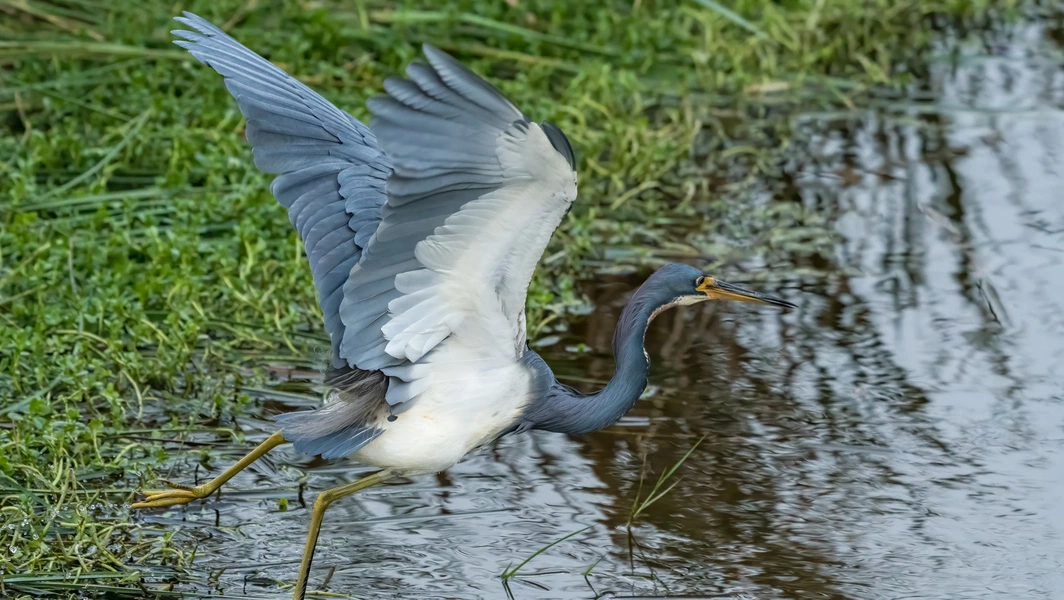 Texas highlights prime summer birdwatching destinations