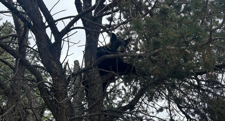 CPW relocates young bear from Colorado Springs neighborhood