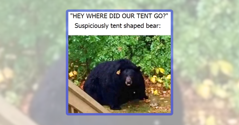 34 bear memes for when you need some massive humor