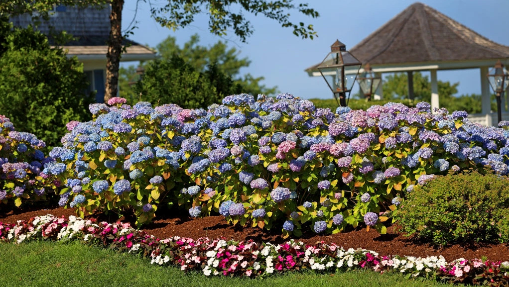 15 flowering shrubs that thrive in shade