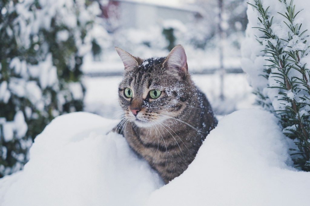 How a frozen block of ice became a purring miracle