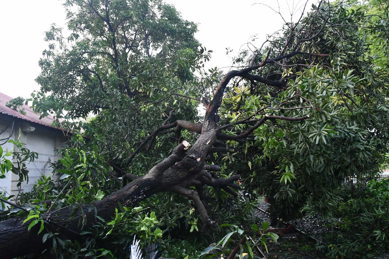 24 trees axed for developing playground in Kharghar, Navi Mumbai