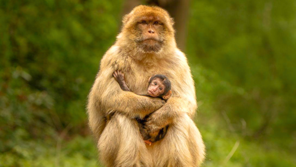 Rare monkey births at wildlife park mark major conservation success