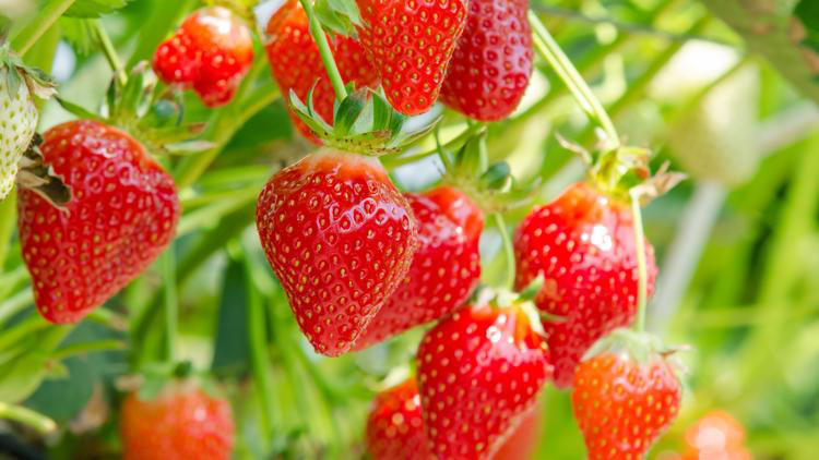 Where to go berry picking near Columbus this summer