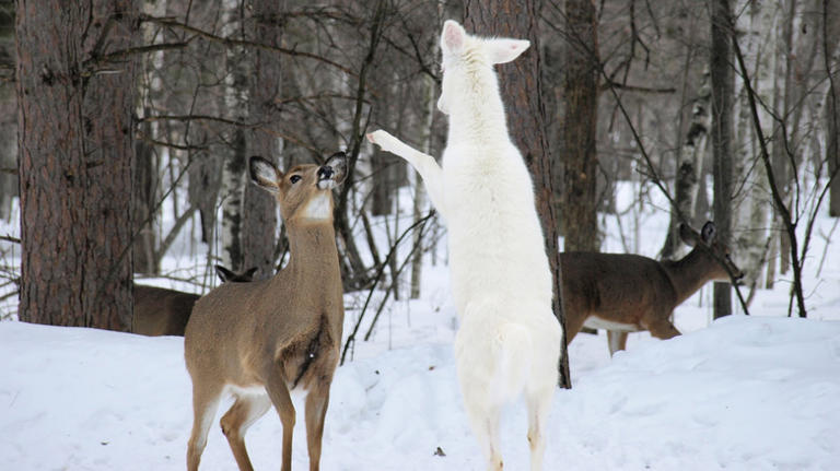 On Minnesota's scenic Mille Lacs Lake is a state park with a beach ...
