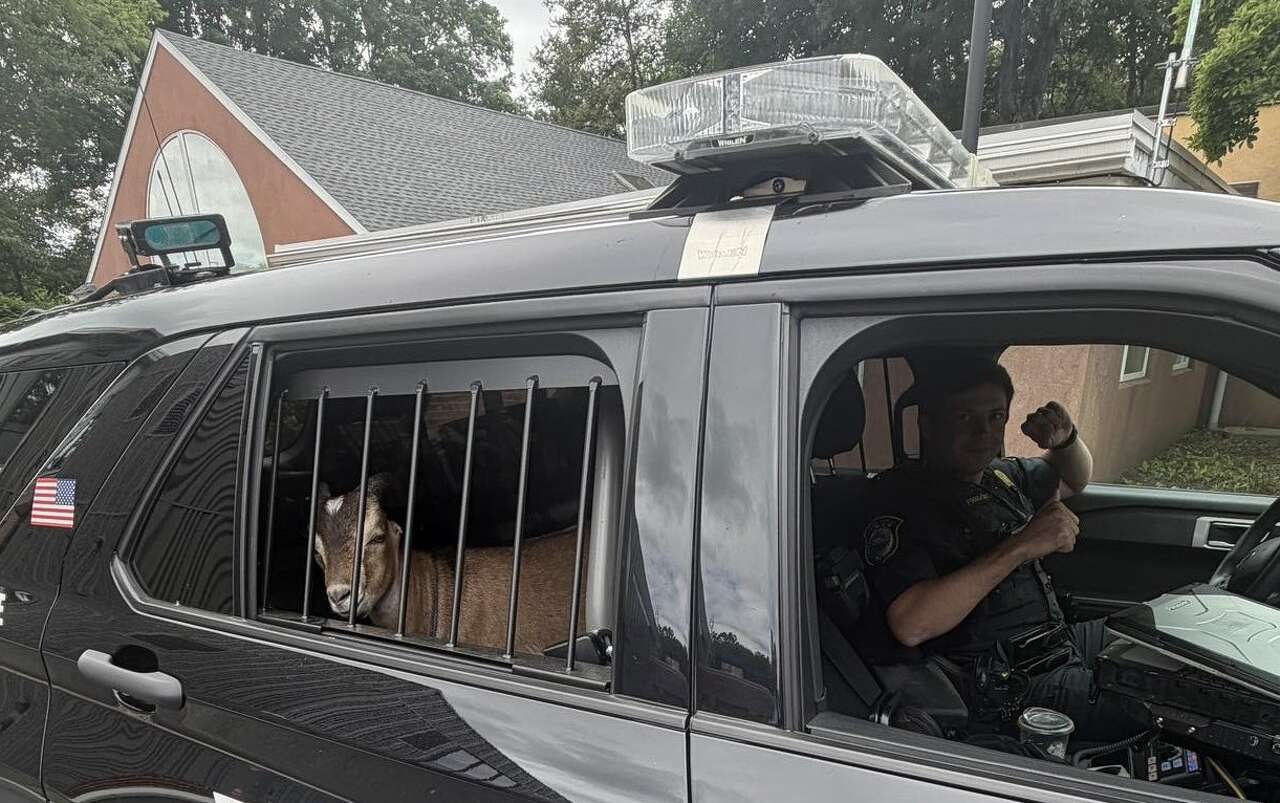 Wilton police and firefighters capture 'suspicious' goat