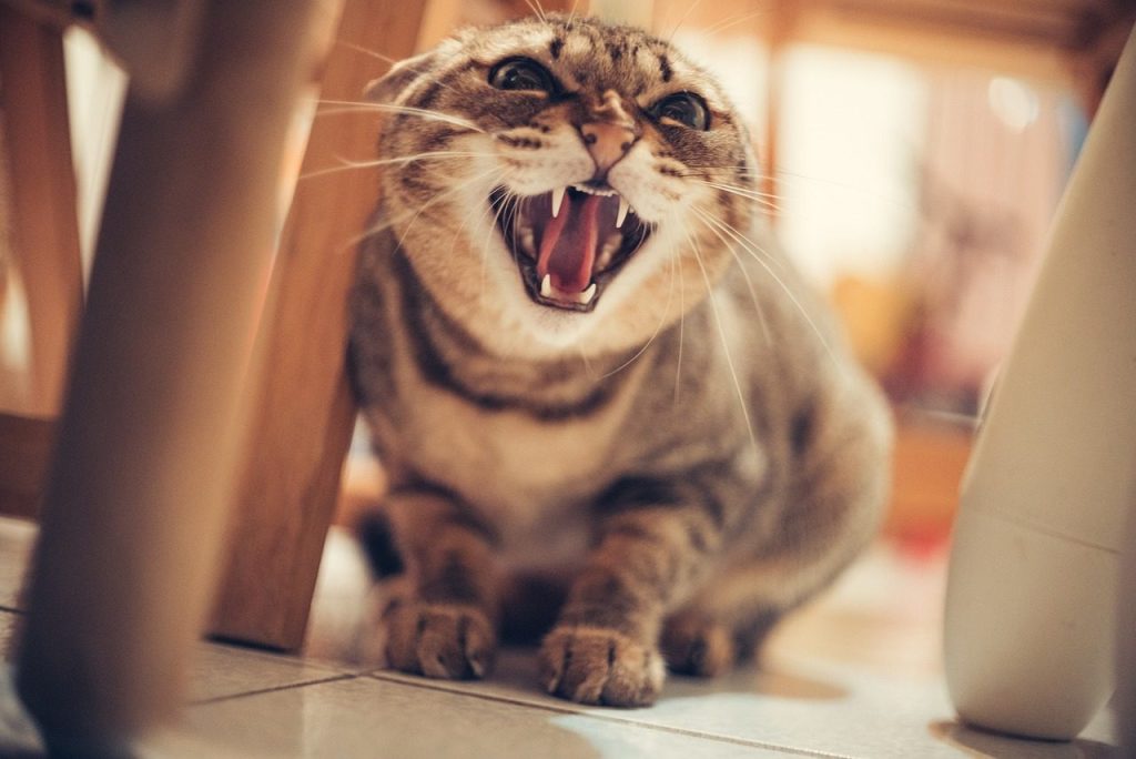 Why your cat might hate their sibling after vet visits