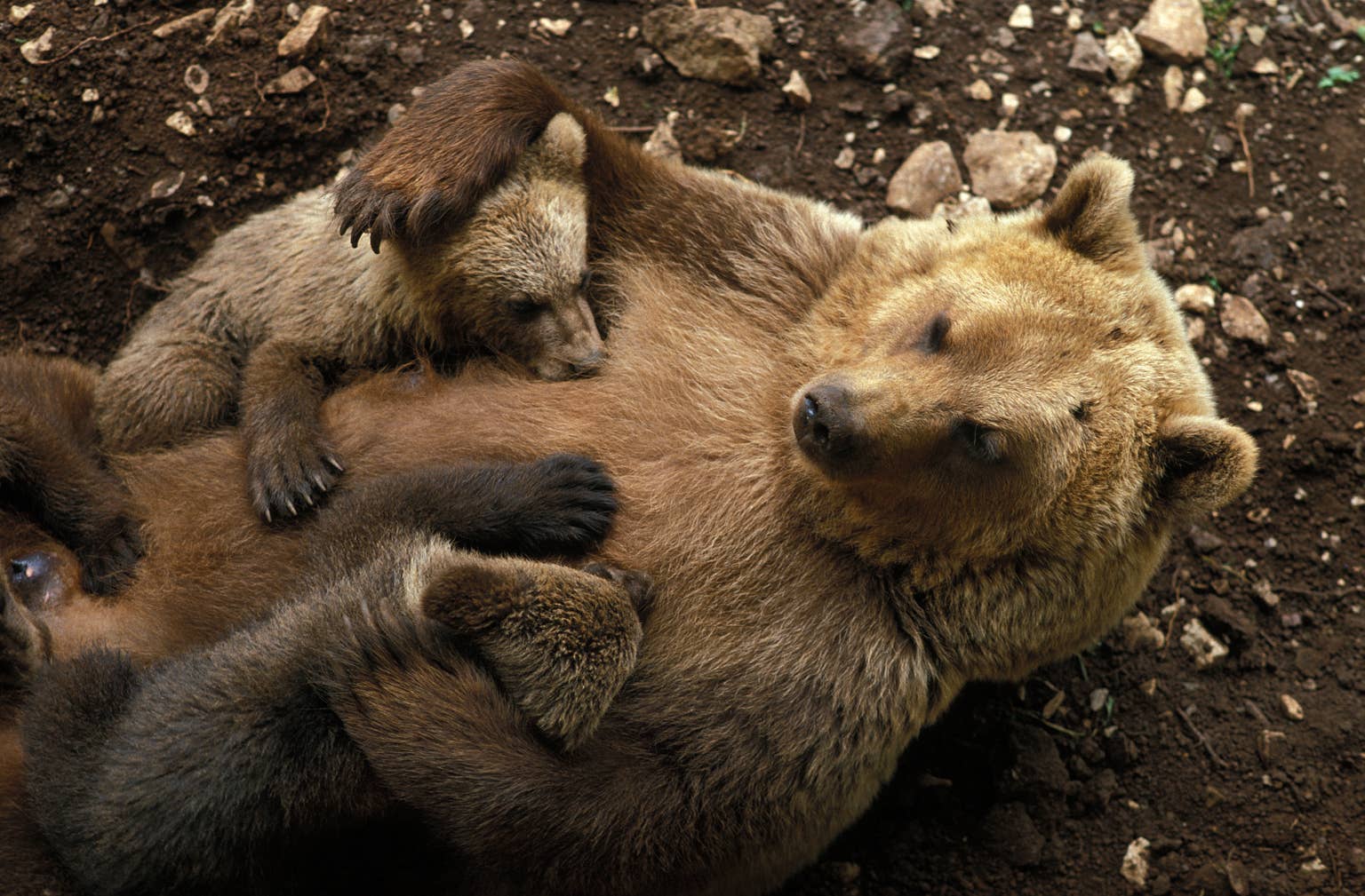 Adorable bear cubs make sweet nursing sounds in heartwarming video
