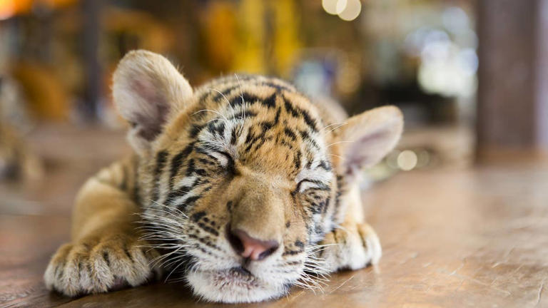 Tiny little tiger throws an absolutely massive tiger temper tantrum