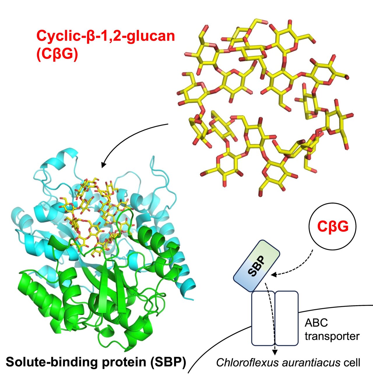 Bacteria uncover distinct strategy to import rare sugar polymers ...